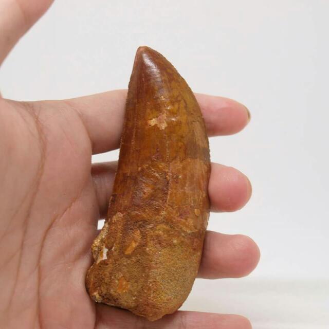 Amazing HUGE Dinosaur Tooth Fossil Carcharodontosaurus INVESTMENT GRADE ...