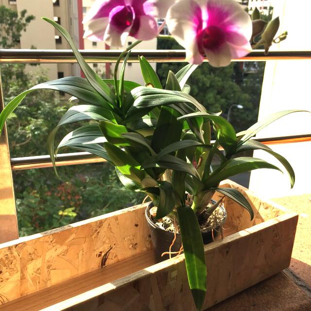 DIY Recycle Osb Box, Furniture & Home Living, Gardening, Pots ...