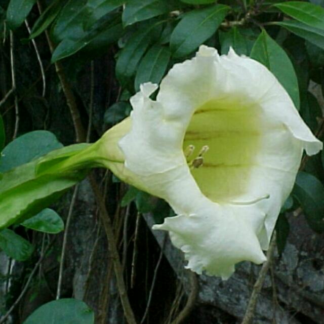 Pokok Bunga Trumpet (Solandra Longiflora), Furniture & Home Living ...