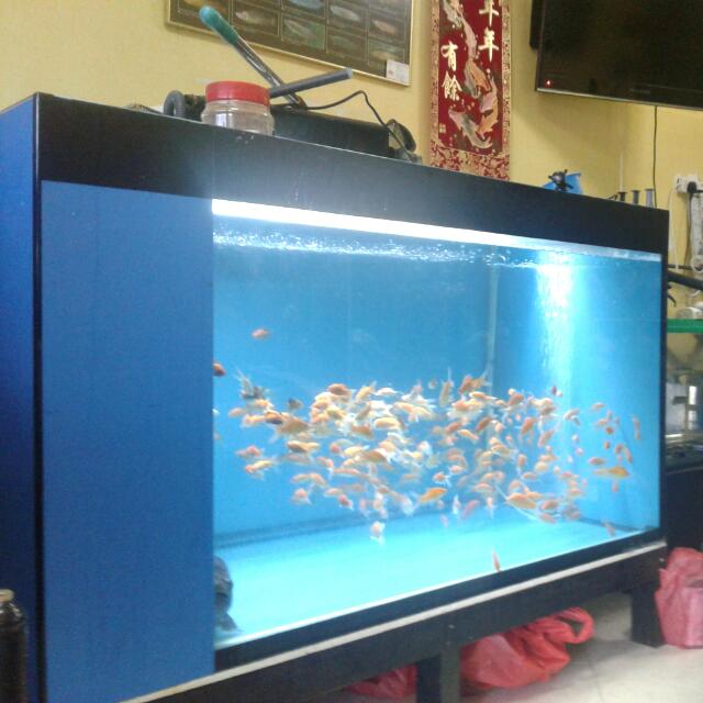Fish Tank with IOS Filter System, Pet Supplies, Homes & Other Pet ...