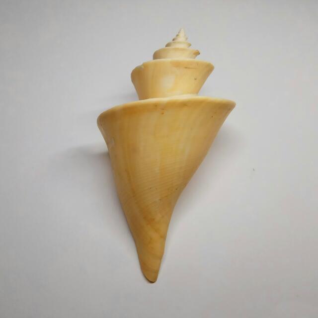 Deep Sea Seashell Thatcheria mirabilis - The Japanese Wonder Shell 87mm ...