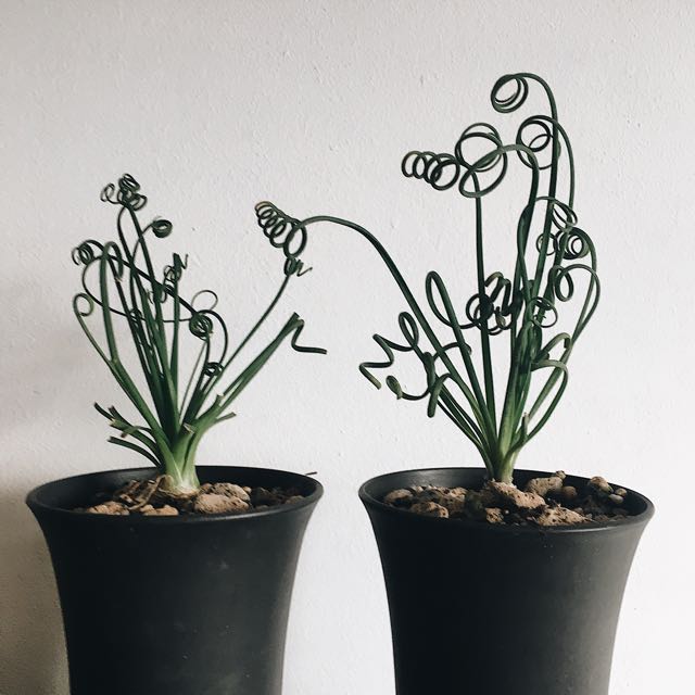 Rare Albuca Spiralis Succulent, Furniture & Home Living, Gardening ...