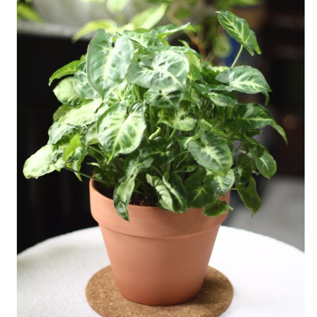 Potted Syngonium "Pixie" (Indoor Plant), Furniture & Home Living ...