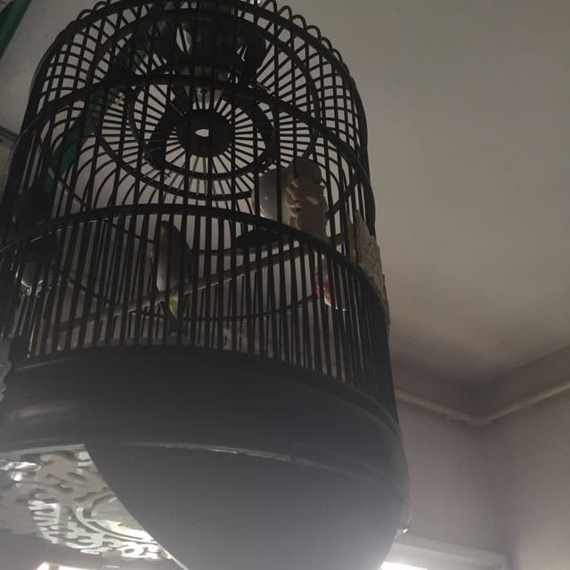 Mata Puteh With Cage, Pet Supplies, Homes & Other Pet Accessories on ...