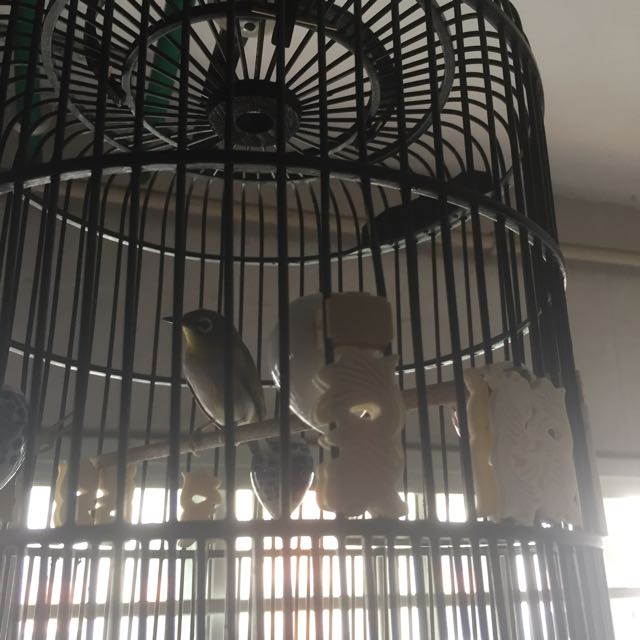 Mata Puteh With Cage, Pet Supplies, Homes & Other Pet Accessories on ...