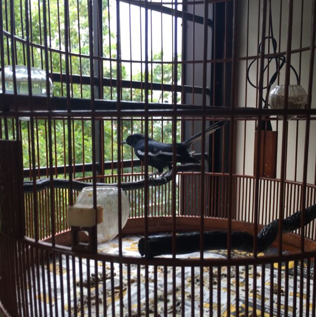 Murai Batu With Cage, Everything Else on Carousell