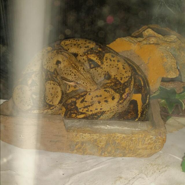 Large Boa Snake With Complete Setup Stand Rub, Pet Supplies on Carousell