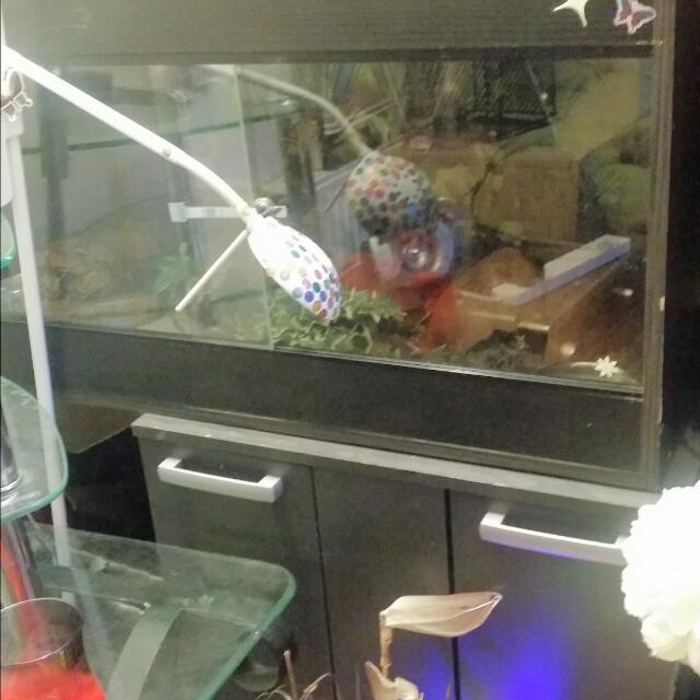 Large Boa Snake With Complete Setup Stand Rub, Pet Supplies on Carousell