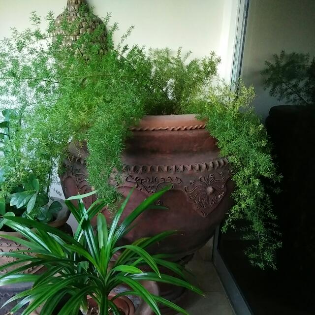 Balinese Pot, Furniture & Home Living, Gardening, Pots & Planters on ...