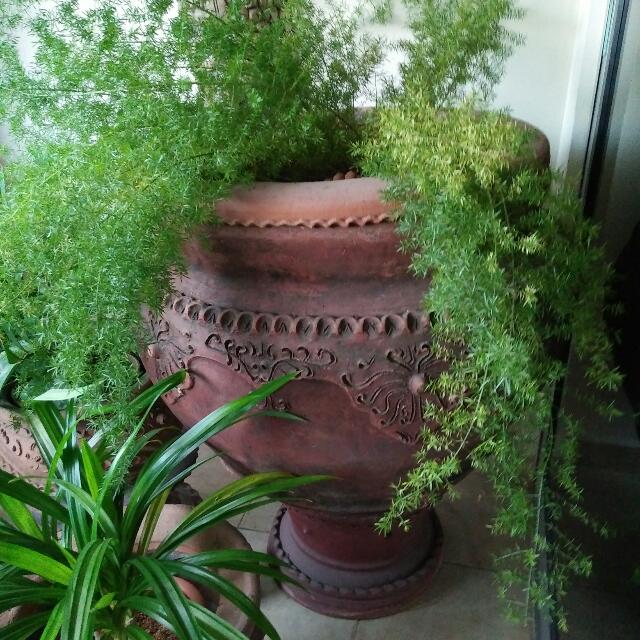 Balinese Pot, Furniture & Home Living, Gardening, Pots & Planters on ...