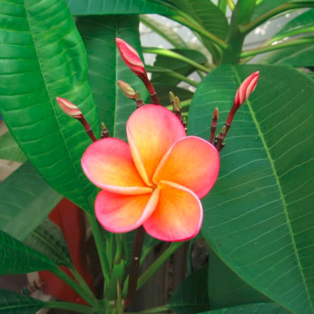 Orange Plumeria Kimo