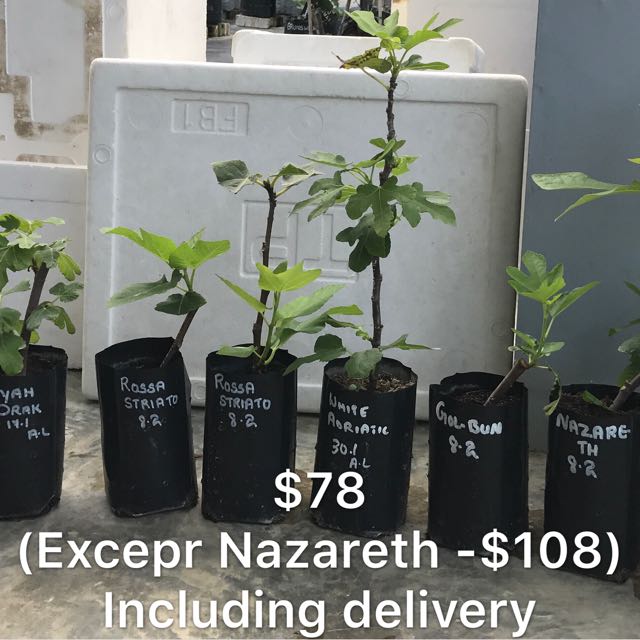 Fig Plants - Ficus Carica Mature And Stable Plants, Furniture & Home ...