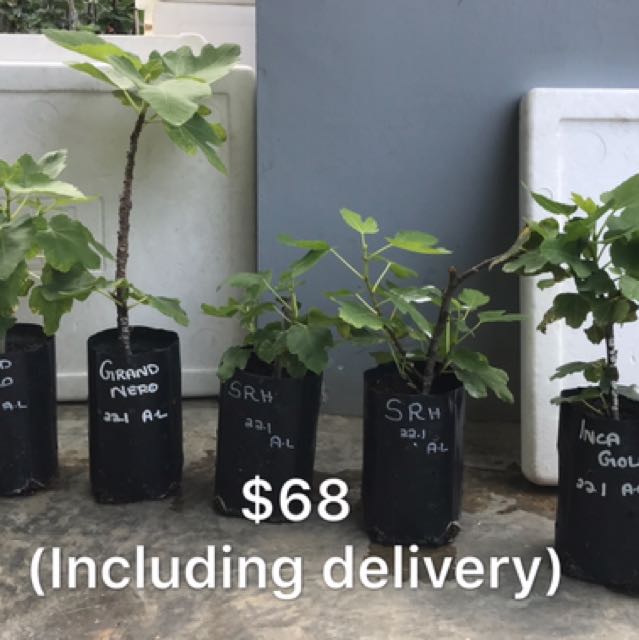Fig Plants - Ficus Carica Mature And Stable Plants, Furniture & Home ...