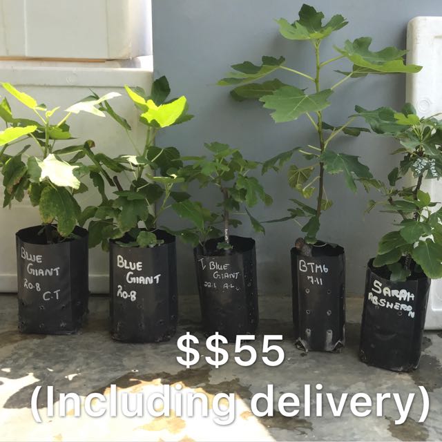 Fig Plants - Ficus Carica Mature And Stable Plants, Furniture & Home ...