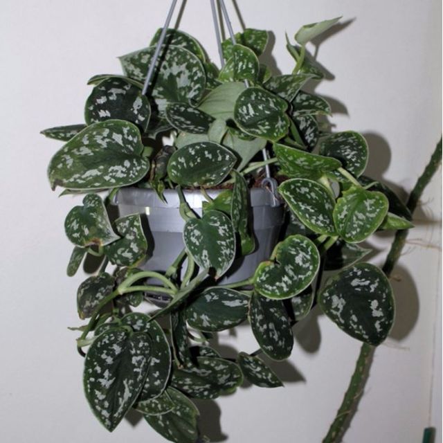Home Grow: Satin Pothos, Silver Spotted Philodendron, Gardening on ...