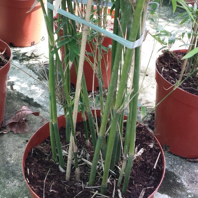 Plant - Hedge Bamboo / Bambusa Multiplex in pot (5-6 ft), Furniture ...