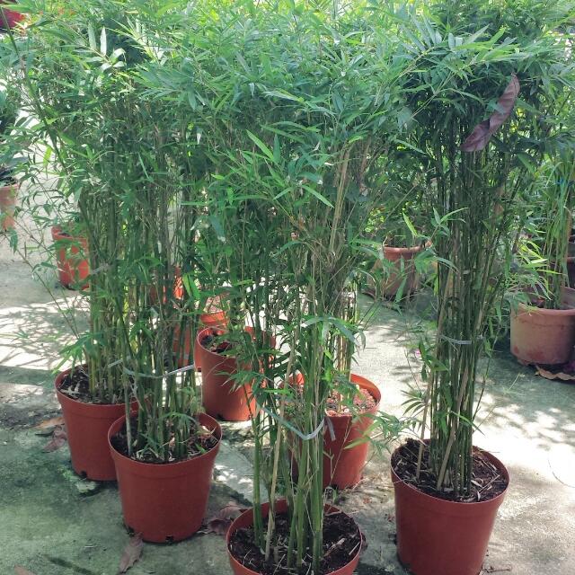 Plant - Hedge Bamboo / Bambusa Multiplex in pot (5-6 ft), Furniture ...