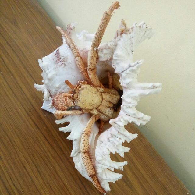 Large Queen Horned Spider Helmet Conch Seashell, Furniture & Home ...