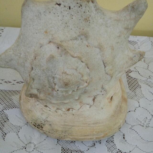Giant Queen Horned Helmet Conch Seashell Cassis Cornuta Marine Sea ...