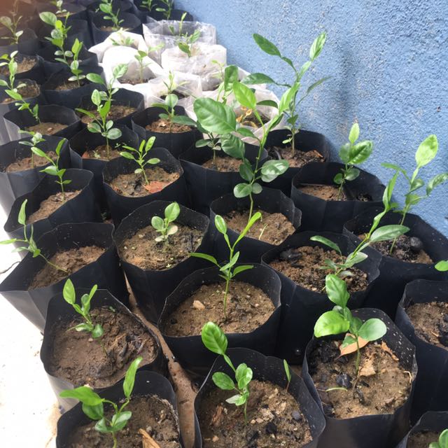 Pokok Limau Purut, Furniture & Home Living, Gardening, Plants & Seeds ...