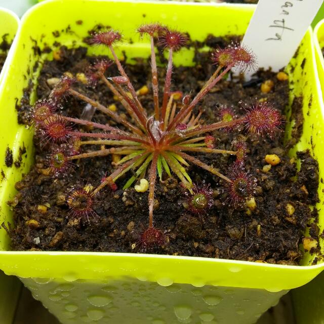Drosera Lanata Petiolaris Complex Sundew, Furniture & Home Living ...