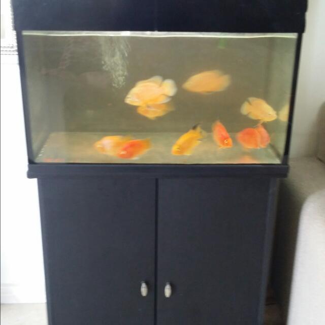 Fish Tank, Pet Supplies, Homes & Other Pet Accessories on Carousell