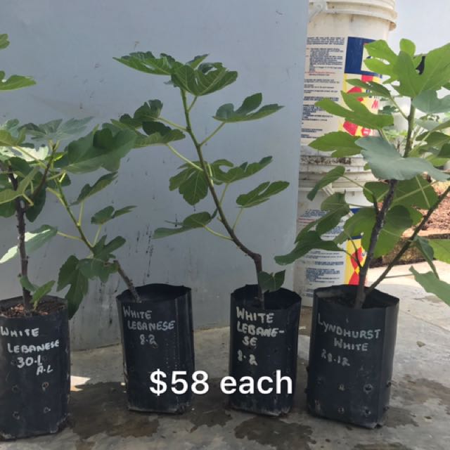 Mid Range Fig Plants, Furniture & Home Living, Gardening, Plants ...