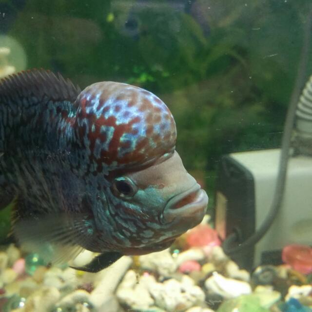 Thailand kamfa Fish 4"For Sale, Pet Supplies, Homes & Other Pet ...