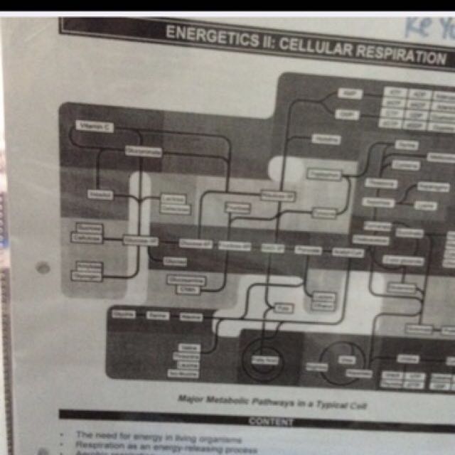 H2 biology Note Hwa Chong Complete Set Full Booklets, Hobbies & Toys ...
