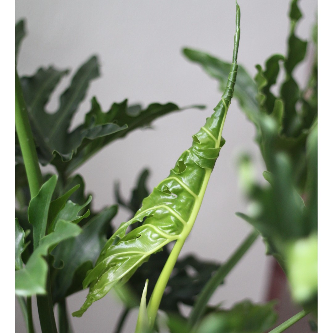 Potted Philodendron Selloum (Philodendron bipinnatifidum/ Lacy tree ...