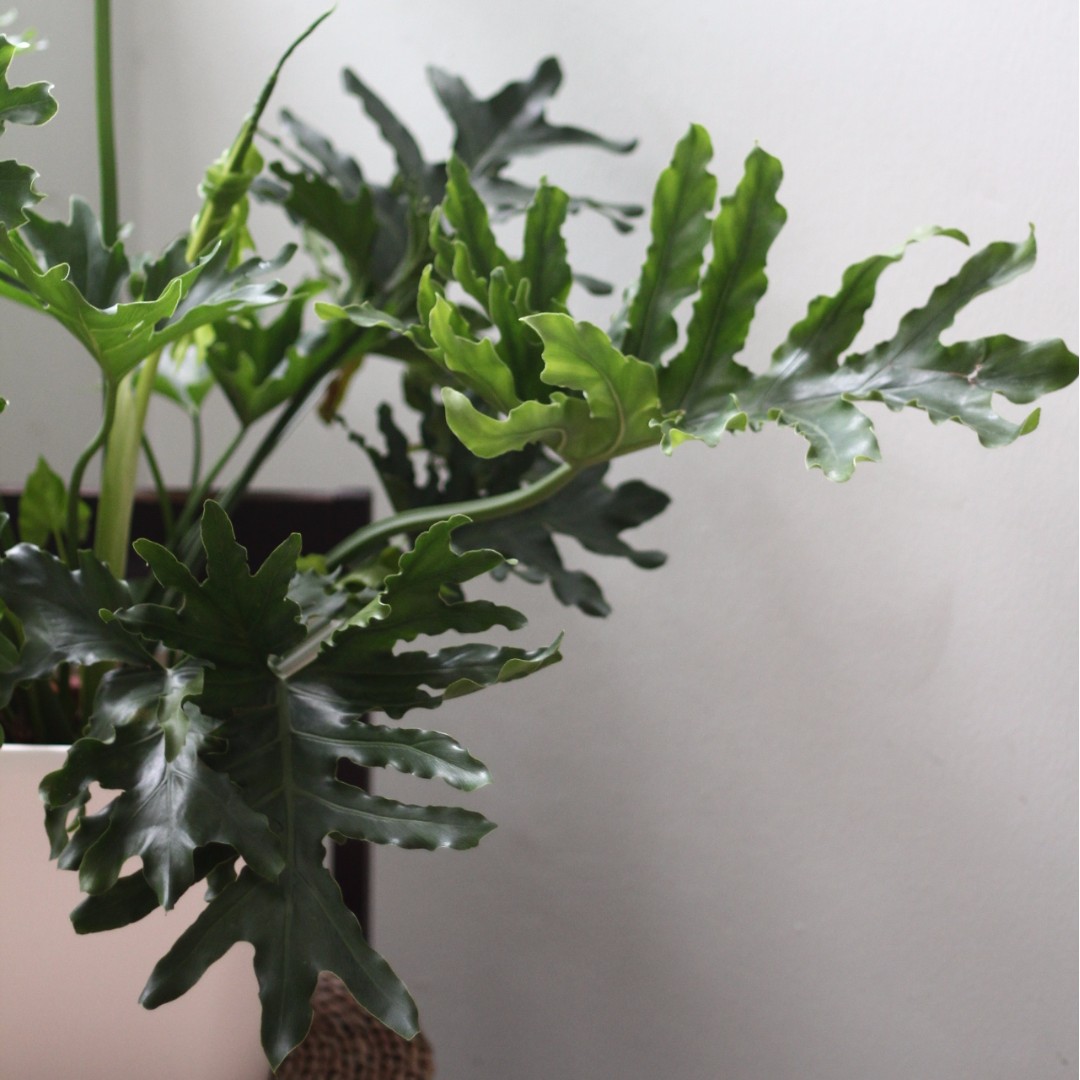 Potted Philodendron Selloum (Philodendron bipinnatifidum/ Lacy tree ...