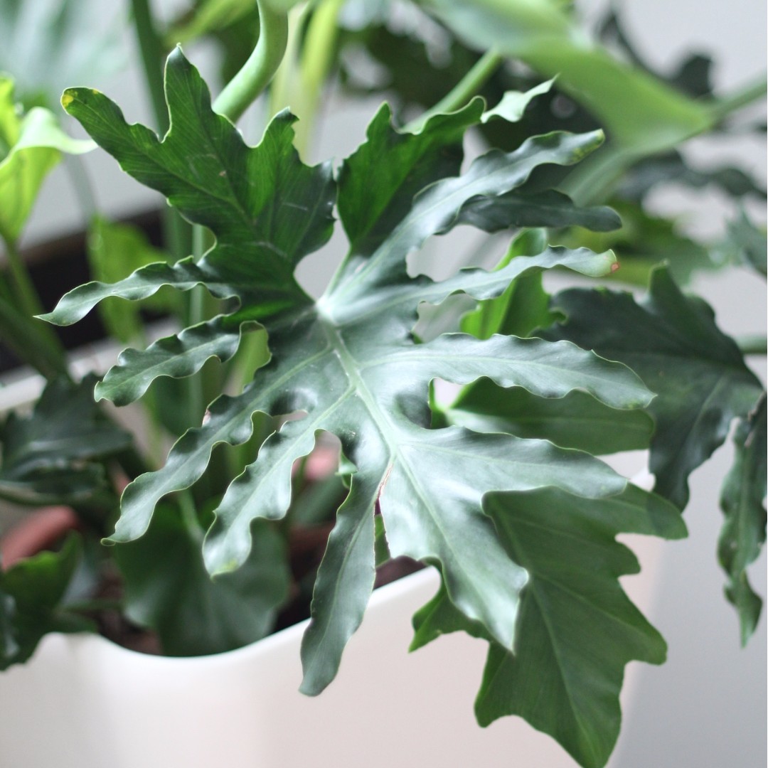 Potted Philodendron Selloum (Philodendron bipinnatifidum/ Lacy tree ...
