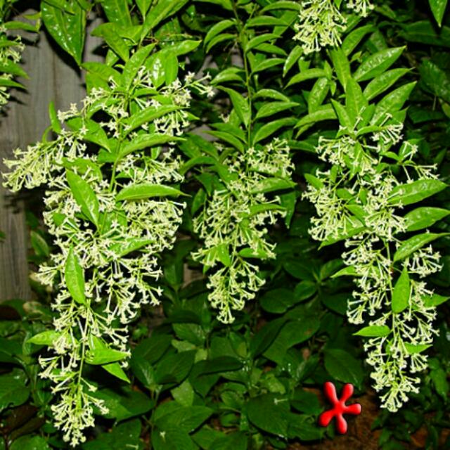 Pokok Bunga Sedap Malam Warna Putih Kehijauan (Cestrum Nocturnum ...