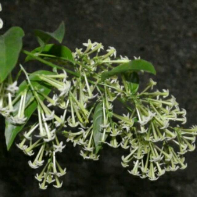 Pokok Bunga Sedap Malam Warna Putih Kehijauan (Cestrum Nocturnum ...