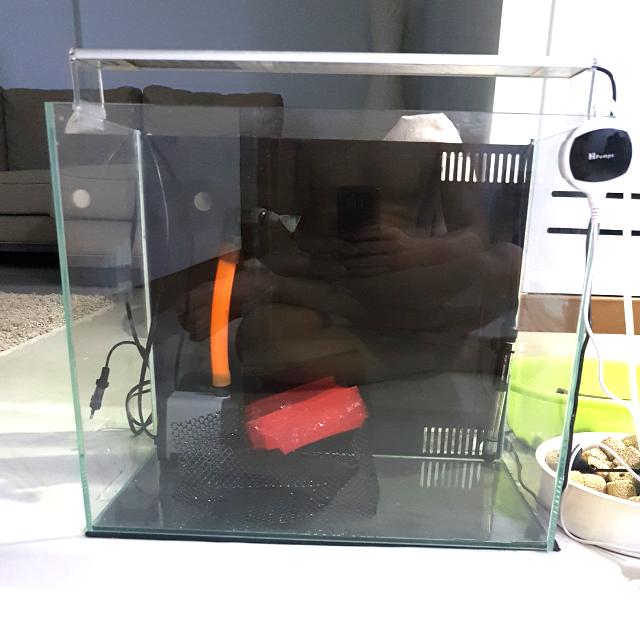 Fish Tank + Back Sump, Pet Supplies, Homes & Other Pet Accessories on ...