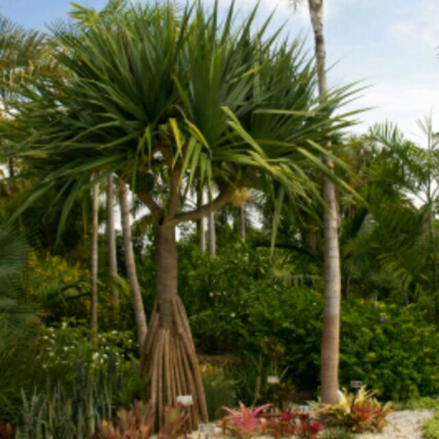 Pokok Mengkuang Pandan / Pandanus Tectorius (Screw Pine), Furniture ...