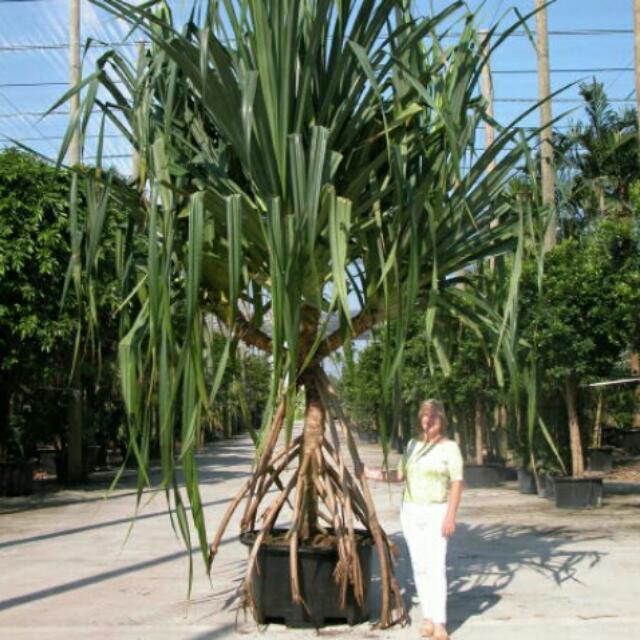 Pokok Mengkuang Pandan / Pandanus Tectorius (Screw Pine), Furniture ...