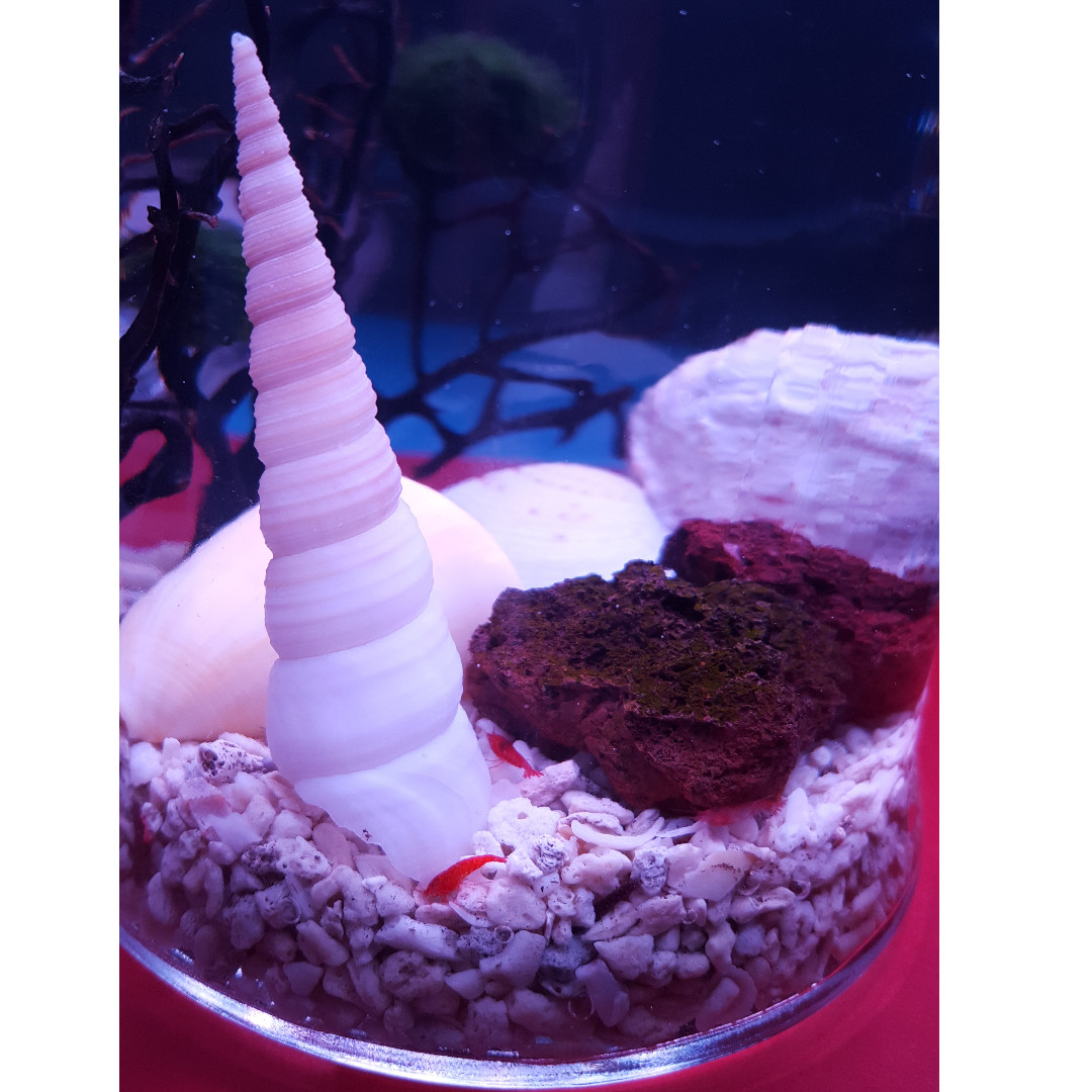 Wonder Shrimp Opae Ula, Pet Supplies, Homes & Other Pet Accessories on ...