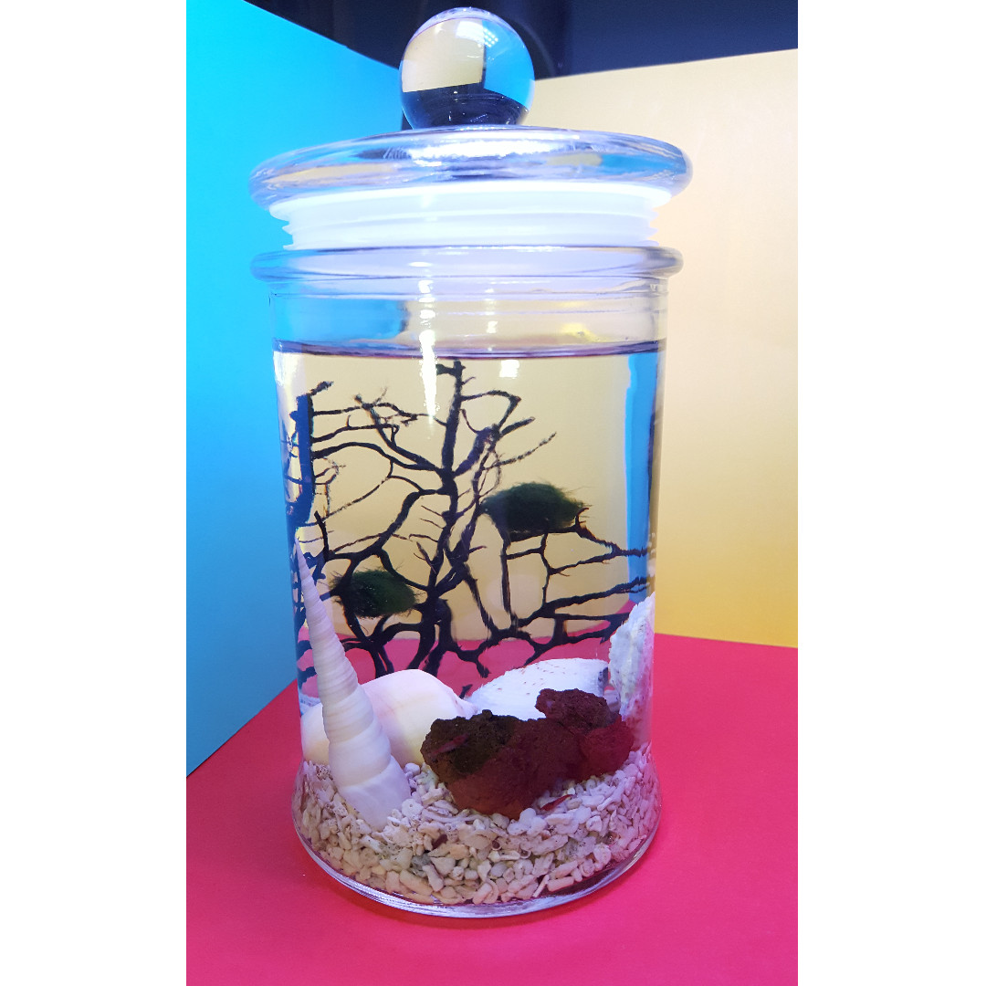 Wonder Shrimp Opae Ula, Pet Supplies, Homes & Other Pet Accessories on ...