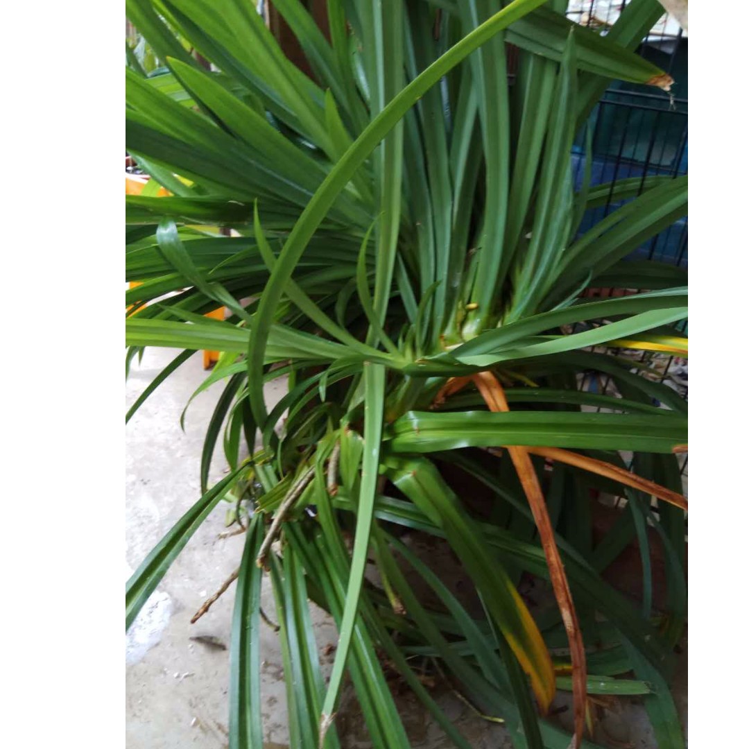New bunches of fresh Pandan Leaves (with roots) for planting ...