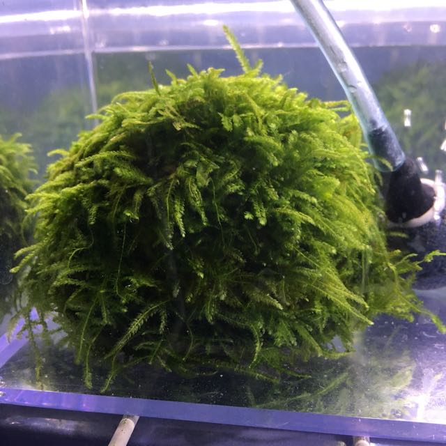 Weeping moss and Willow moss, Furniture & Home Living, Gardening ...