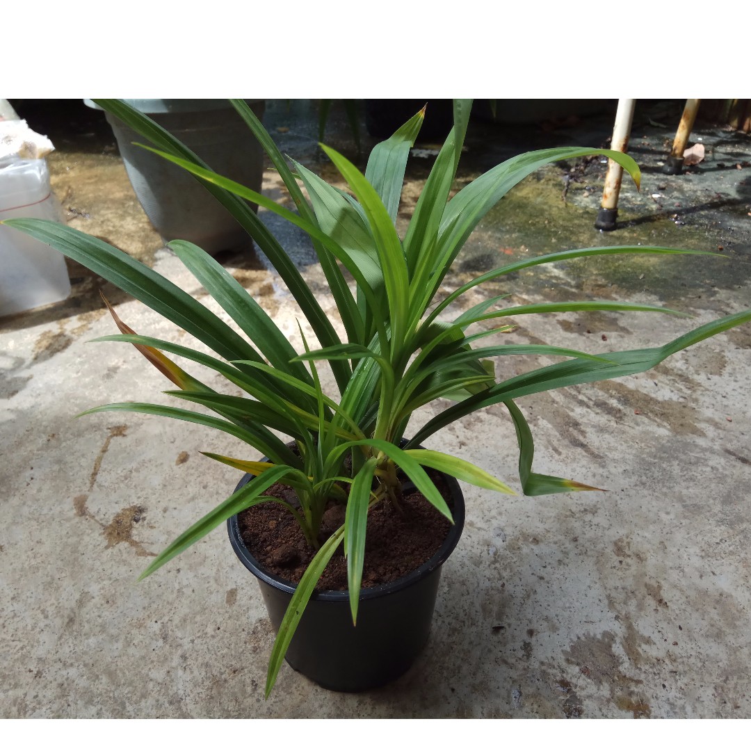 New bunches of fresh Pandan Leaves (with roots) for planting ...