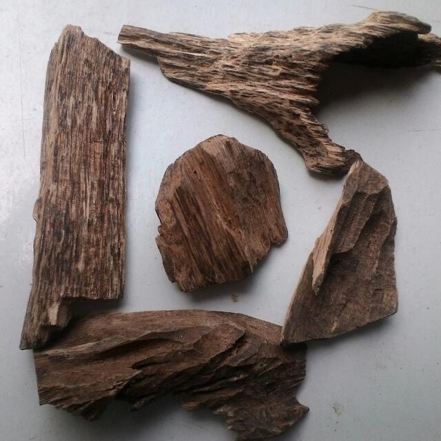 Gaharu, Kayu Dewa Termahal Di Dunia Rp1,5 M Per Kilo, 53% OFF