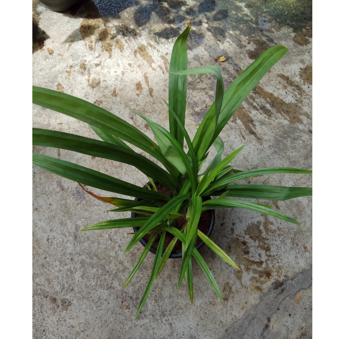 New bunches of fresh Pandan Leaves (with roots) for planting ...