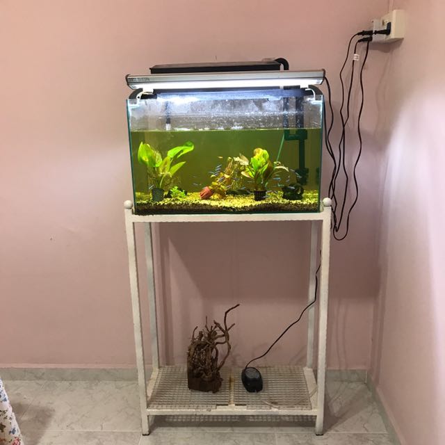 2 Feet Fish Tank (60x30x45), Pet Supplies, Homes & Other Pet ...