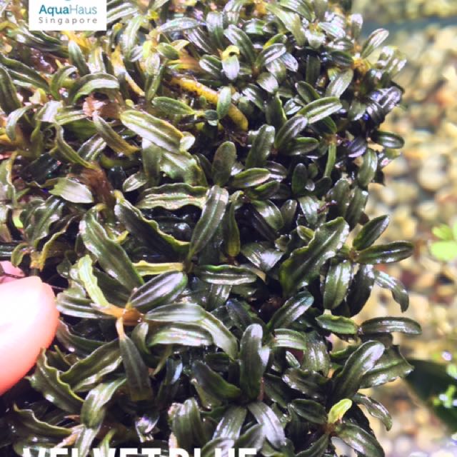 Bucephalandra Velvet Blue, Furniture & Home Living, Gardening, Plants ...