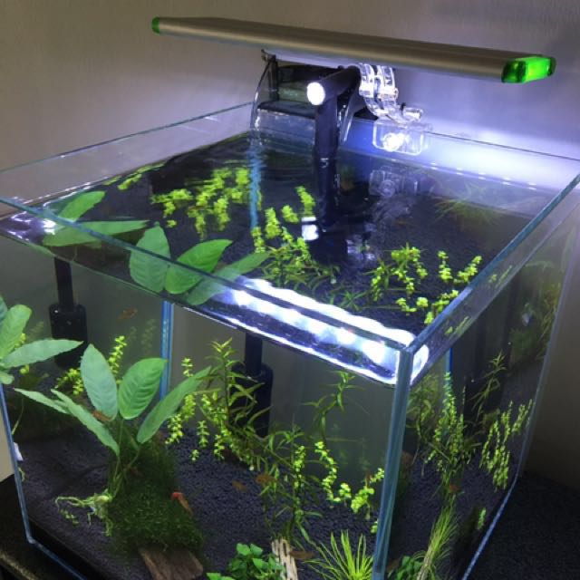 30cm Crystal Cube Tank ( A Complete Ecosystem), Pet Supplies, Homes ...