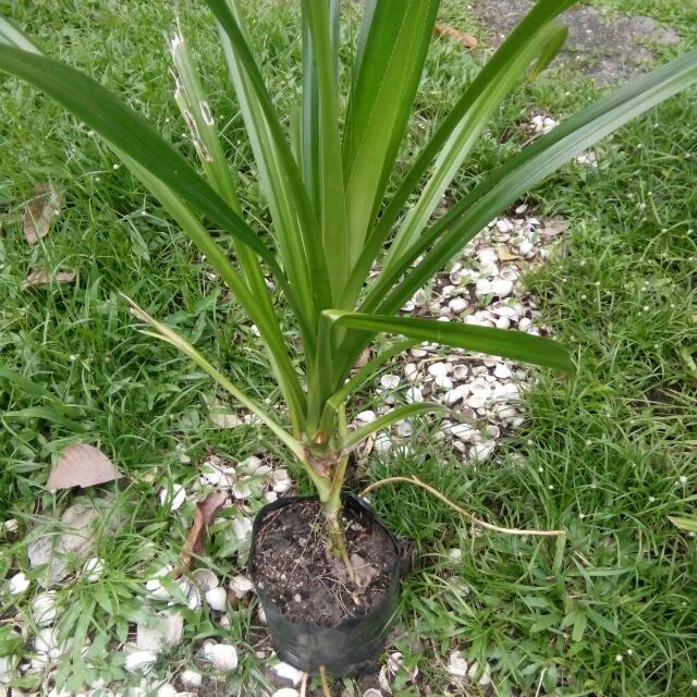 Pokok Mengkuang Pandan / Pandanus Tectorius (Screw Pine), Furniture ...