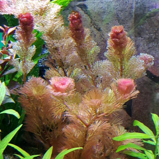 Cabomba furcata # Red Leave Cabomba Aquatic Water Plant, Furniture ...