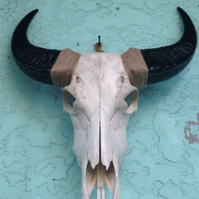 Real Skull Carabao Display, Hobbies & Toys, Memorabilia & Collectibles ...